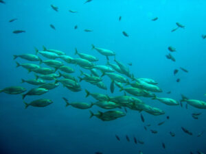 Les 10 poissons les plus importants de la Méditerranée | BarcelonaSail